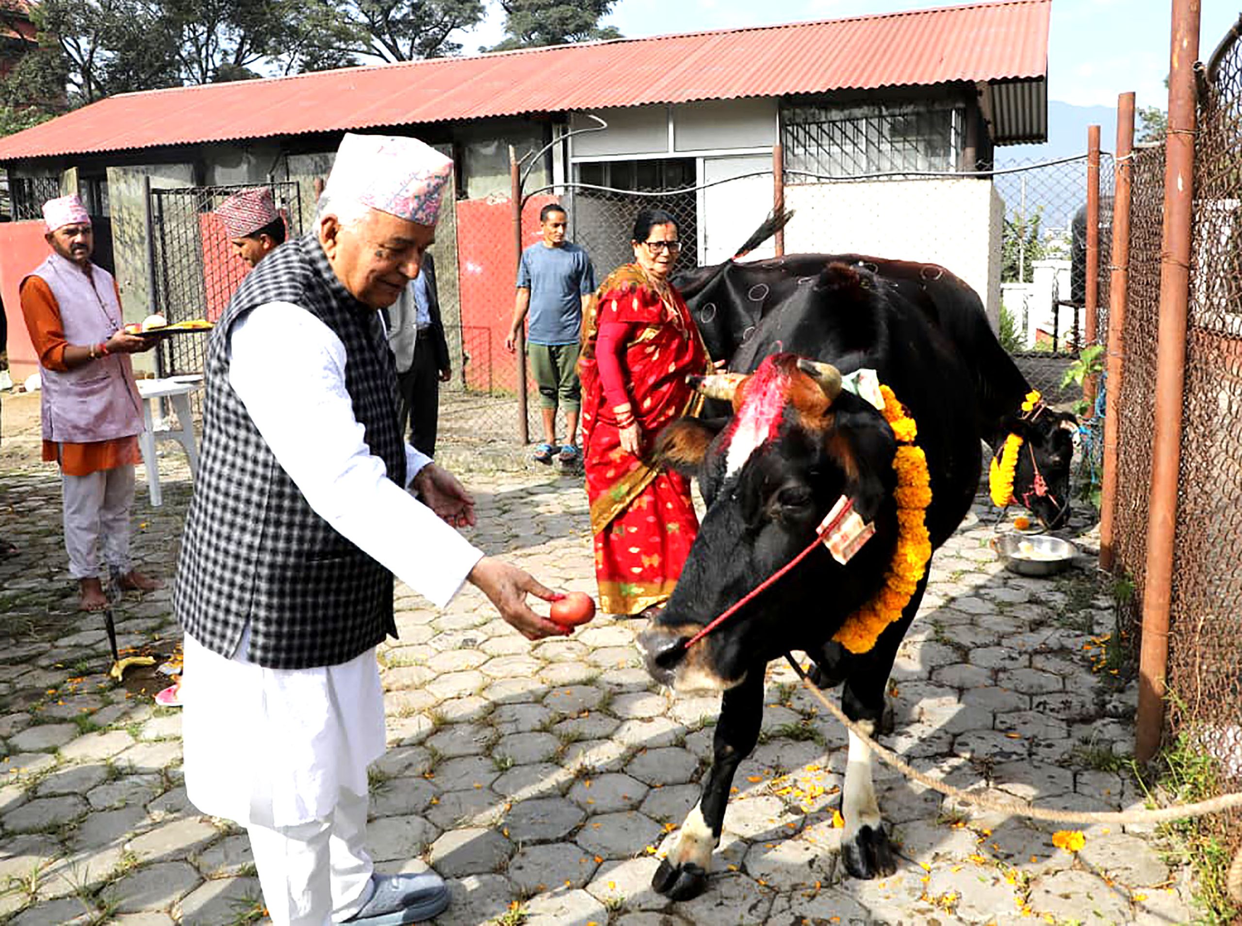 President Paudel Celebrates Cow Worship on Gai Tihar | News Detail ...