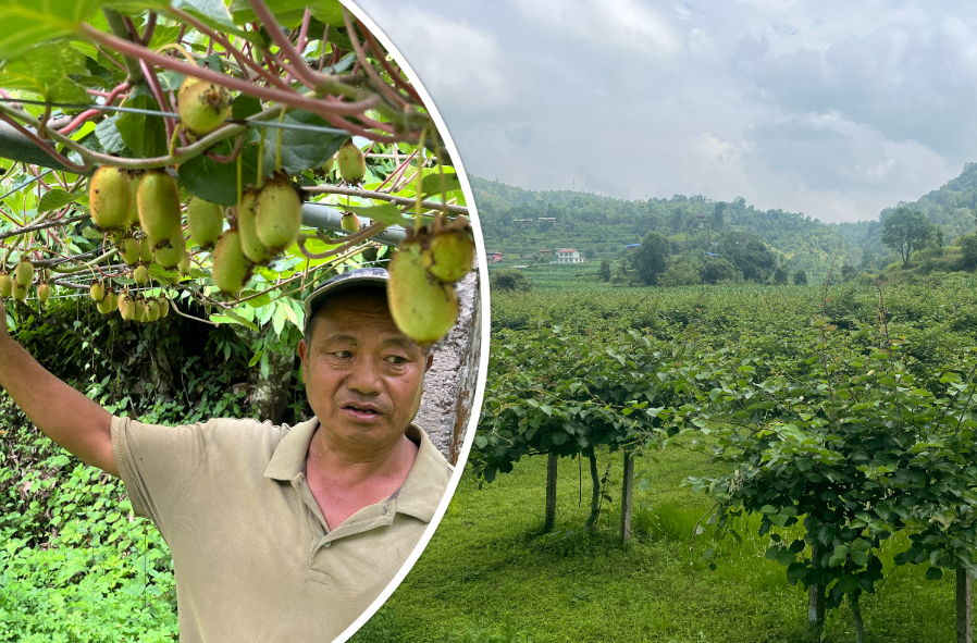 Gulmi's Kiwi Farming Success - An Inspiring Story | News Detail | ShareHub