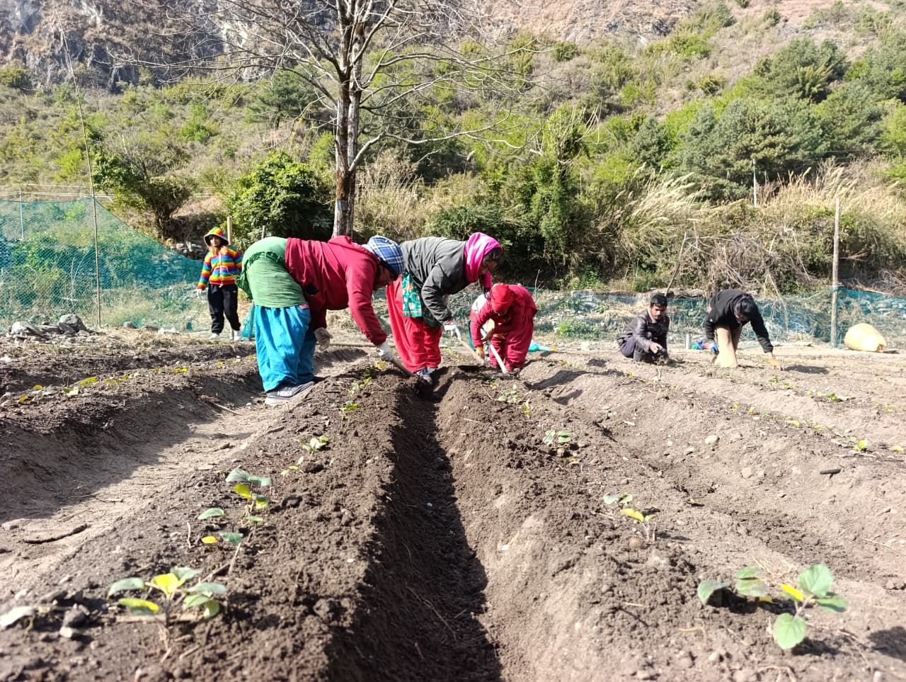 Hybrids Apple Seedlings Start in Mustang, Infrastructure Issues | News ...